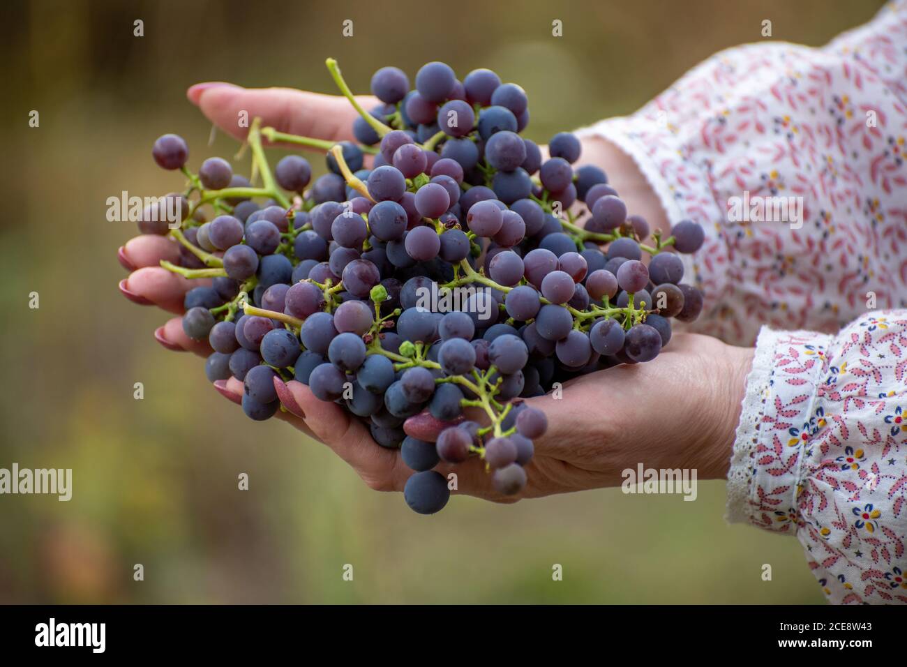 Isabella Grapes High Resolution Stock Photography and Images - Alamy
