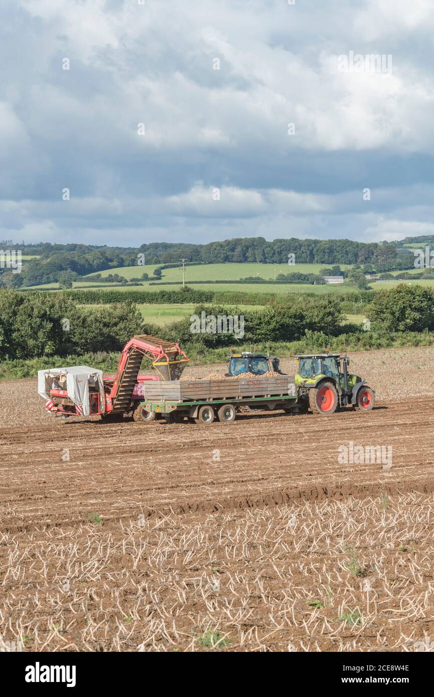 2020 UK potato harvesting with Grimme potato harvester pulled by Valtra ...