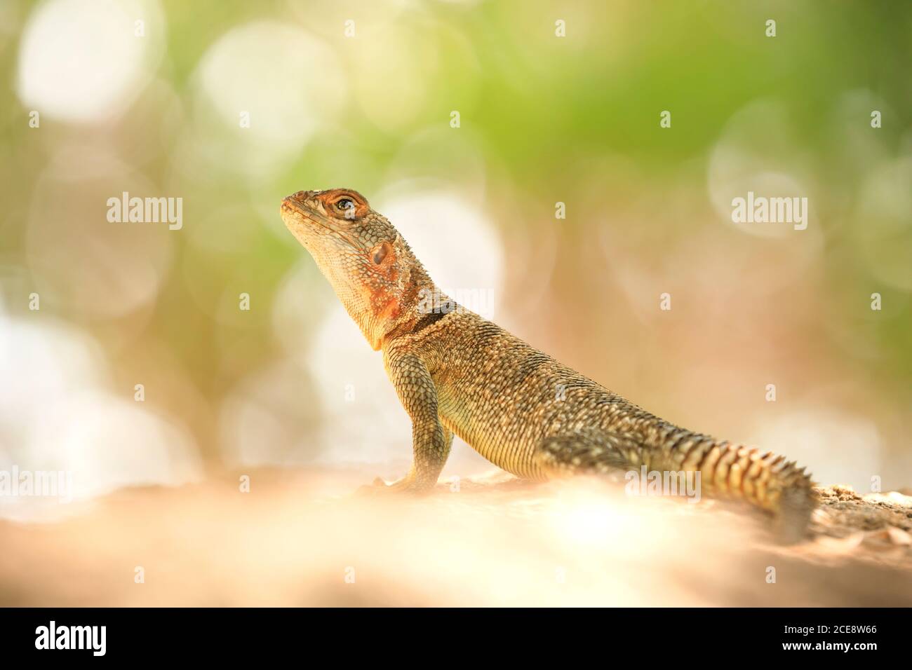 Closeup side view of white gecko sitting on plant in natural ...