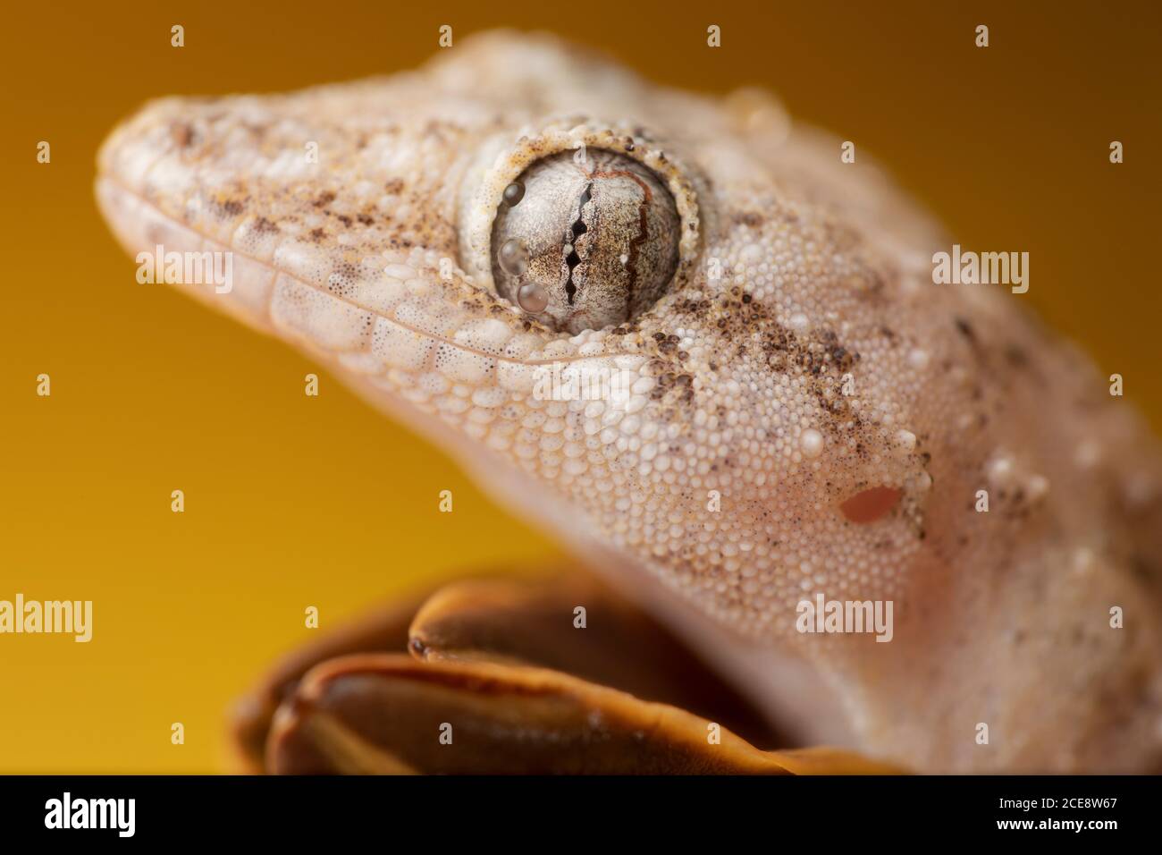 Closeup side view of white gecko sitting on plant in natural ...