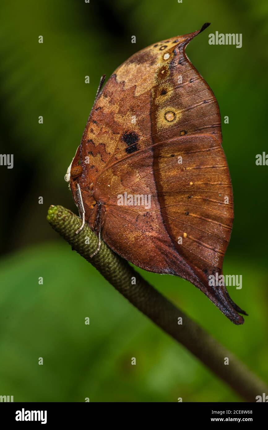Side view butterfly hi-res stock photography and images - Alamy