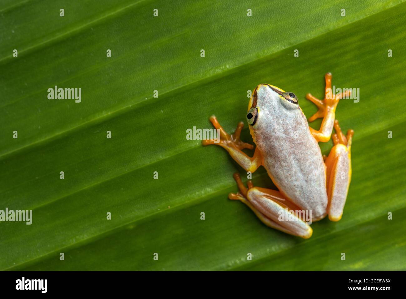 Green frog with orange feet hi-res stock photography and images - Alamy