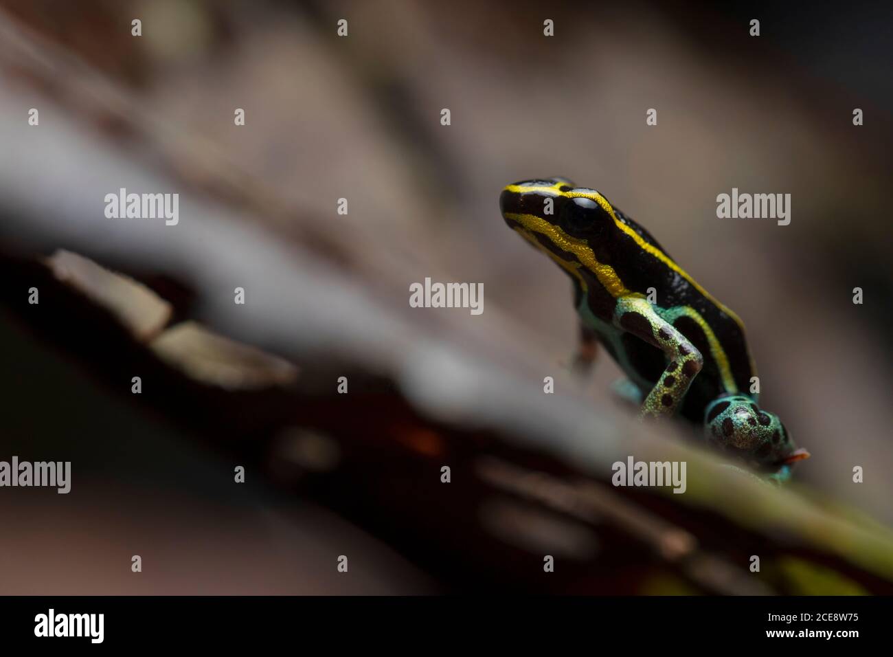 Closeup of small reticulated poison frog or Ranitomeya ventrimaculata ...