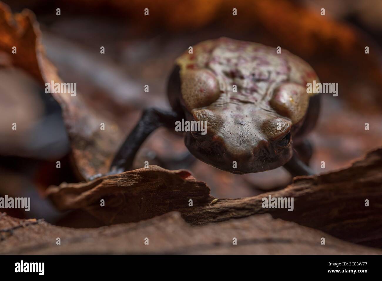 Amphibia captive wildlife hi-res stock photography and images - Alamy