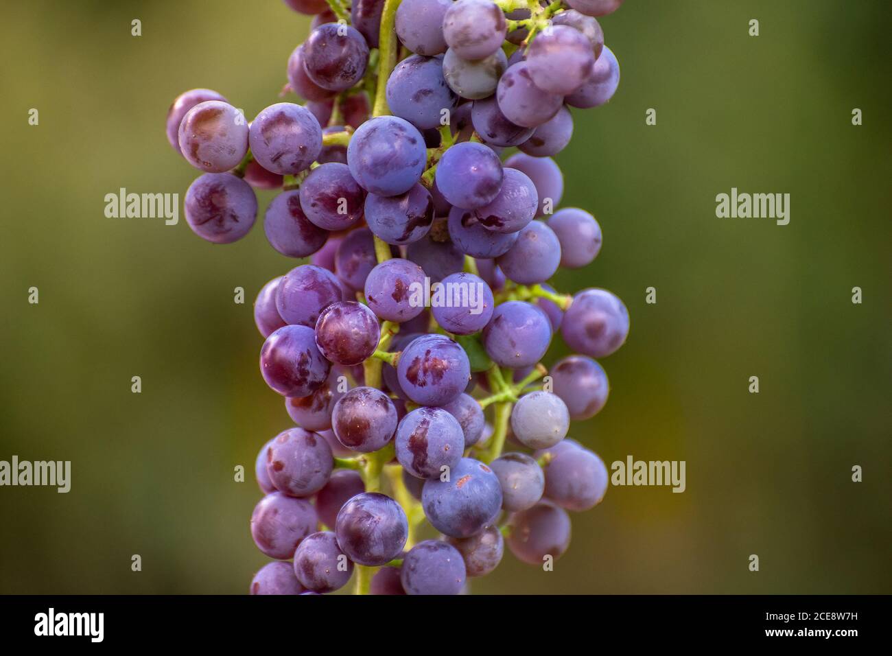 The Isabella grapes bunch . Used in a winemaking Stock Photo - Alamy