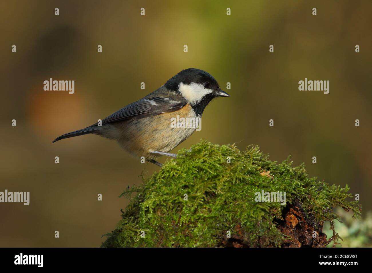 coal tit (Periparus ater Stock Photo - Alamy