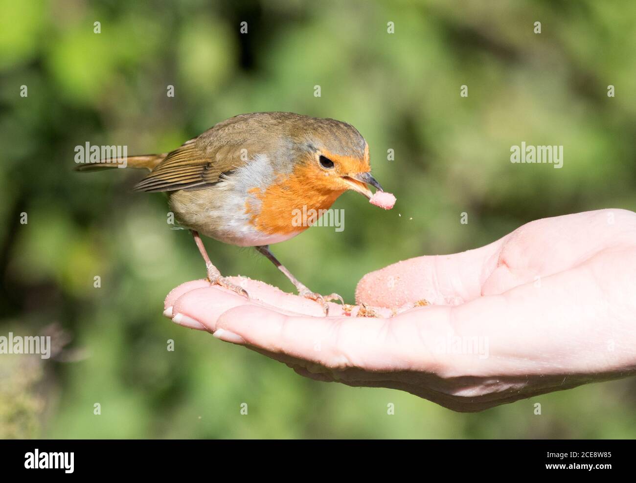 Robin Hand Feeding High Resolution Stock Photography and Images - Alamy