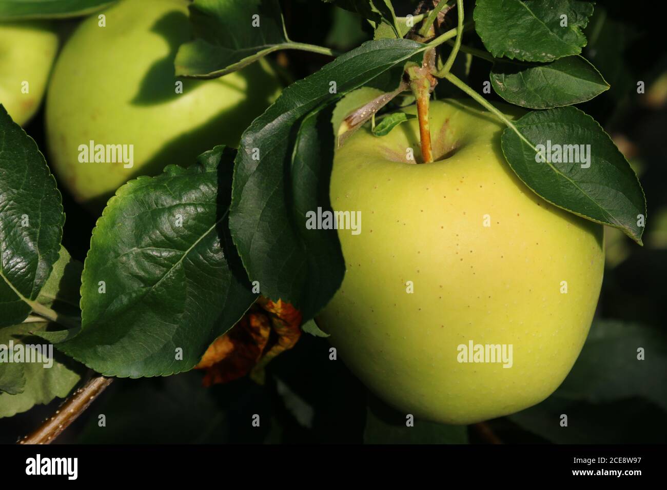 Cultivation Of Apples In Italy High Resolution Stock Photography and ...