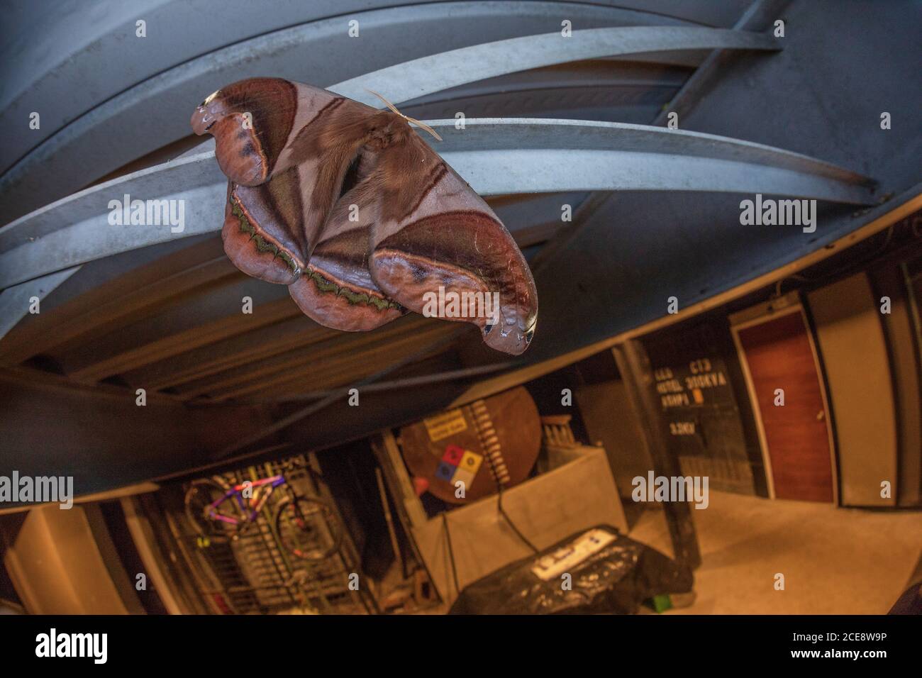 From below wide angle of brown moth sitting on metal ceiling in garage ...
