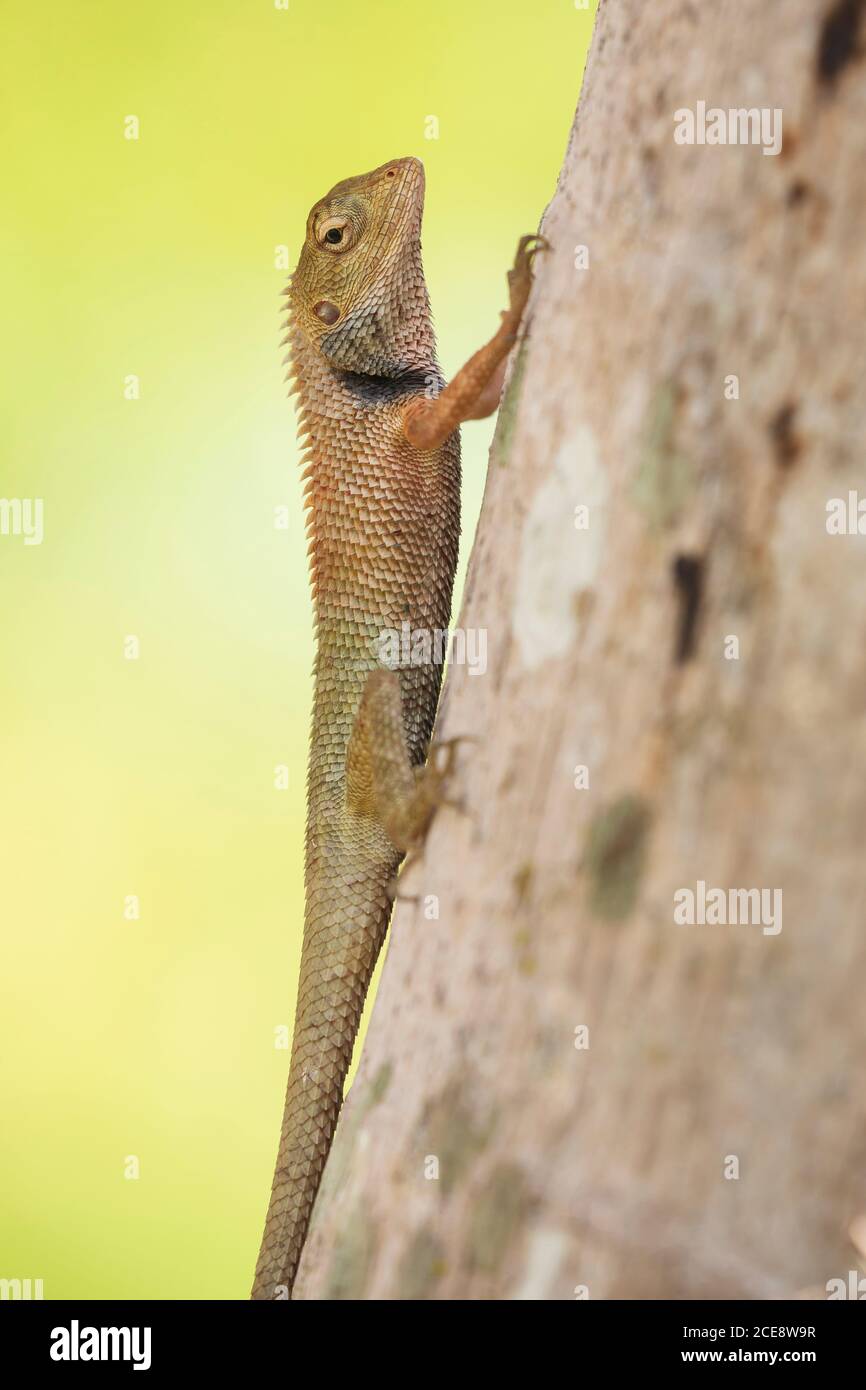 Side view of lizard hi-res stock photography and images - Alamy