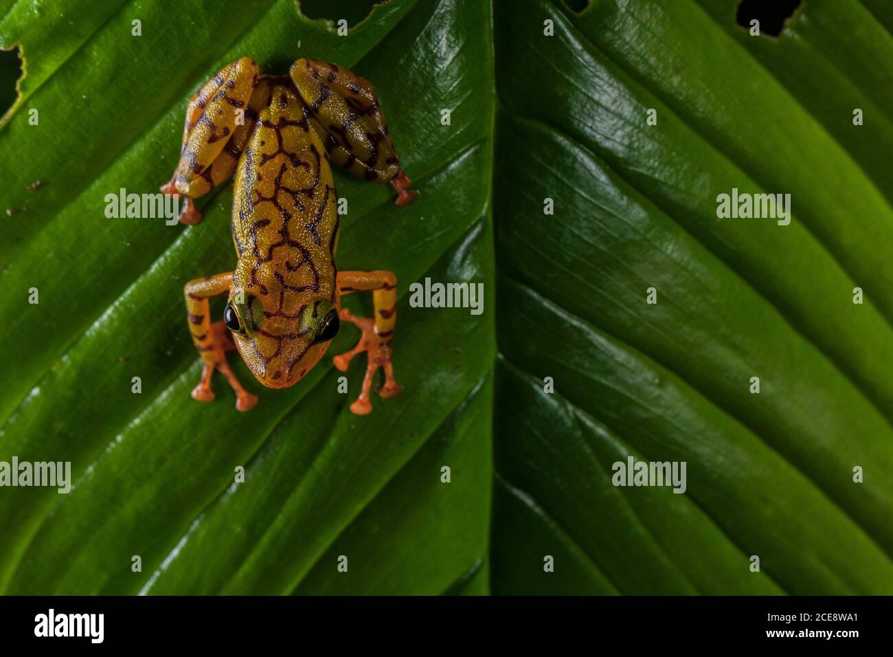 Overhead view frog on green hi-res stock photography and images - Alamy