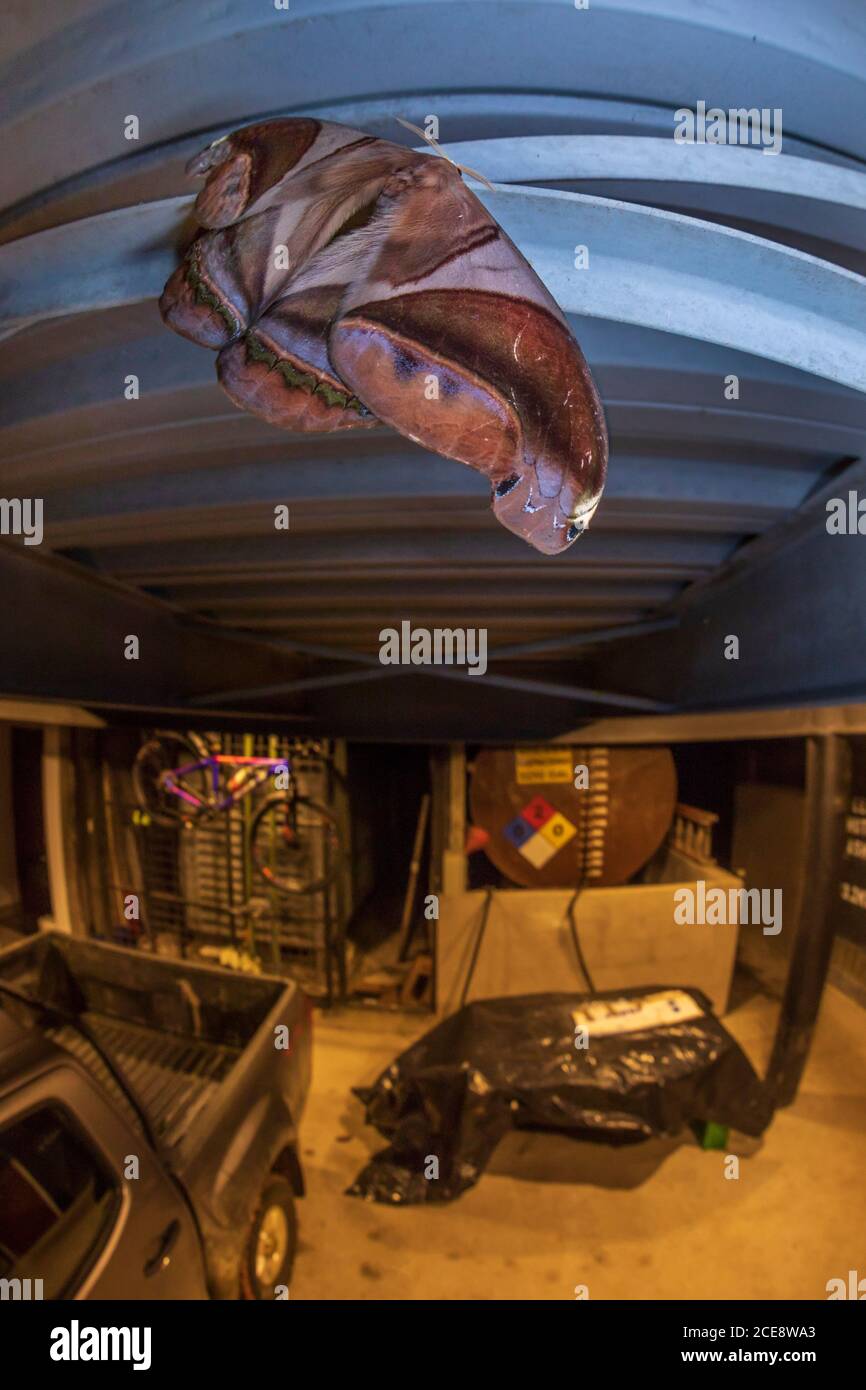 From below wide angle of brown moth sitting on metal ceiling in garage ...