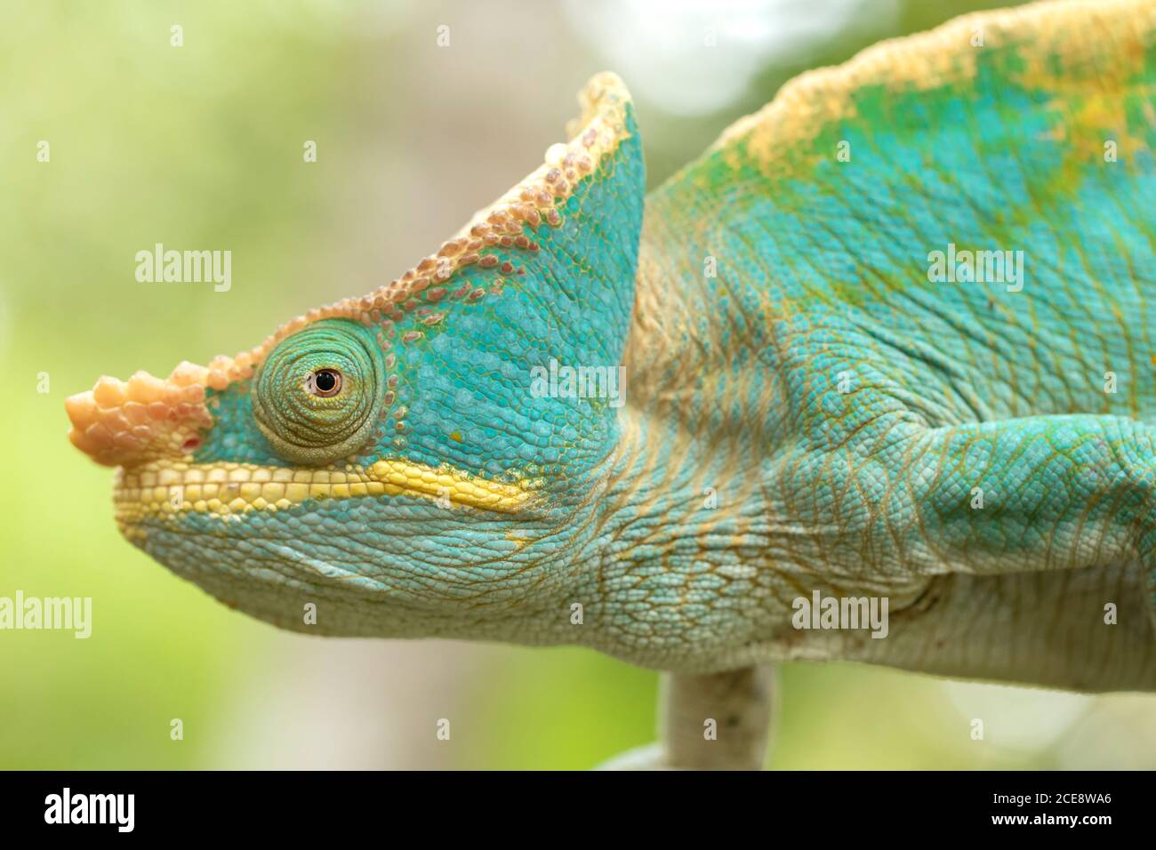 Side view closeup of amazing chameleon on green background. Calumma ...