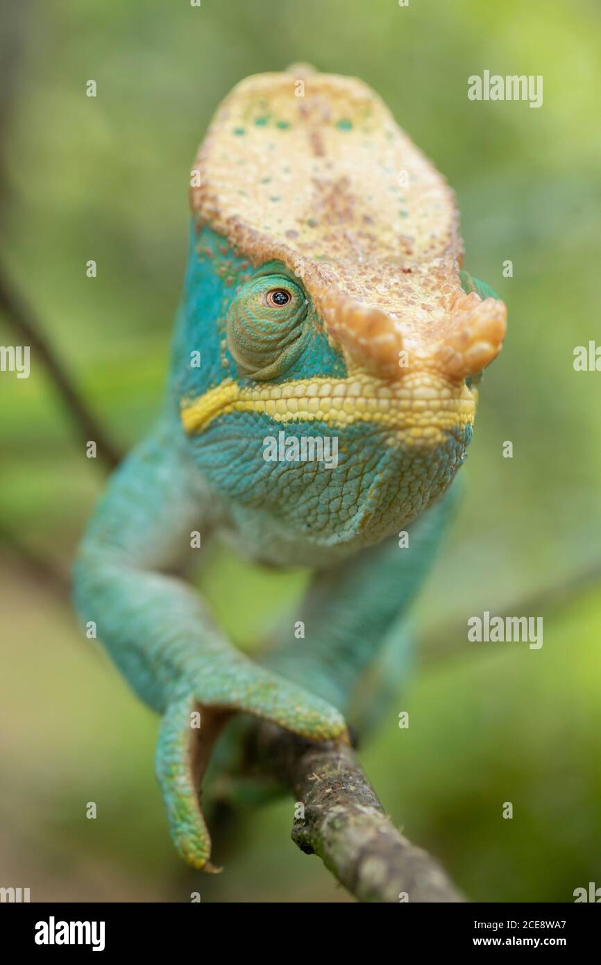 Front view closeup of amazing chameleon on green background. Calumma ...