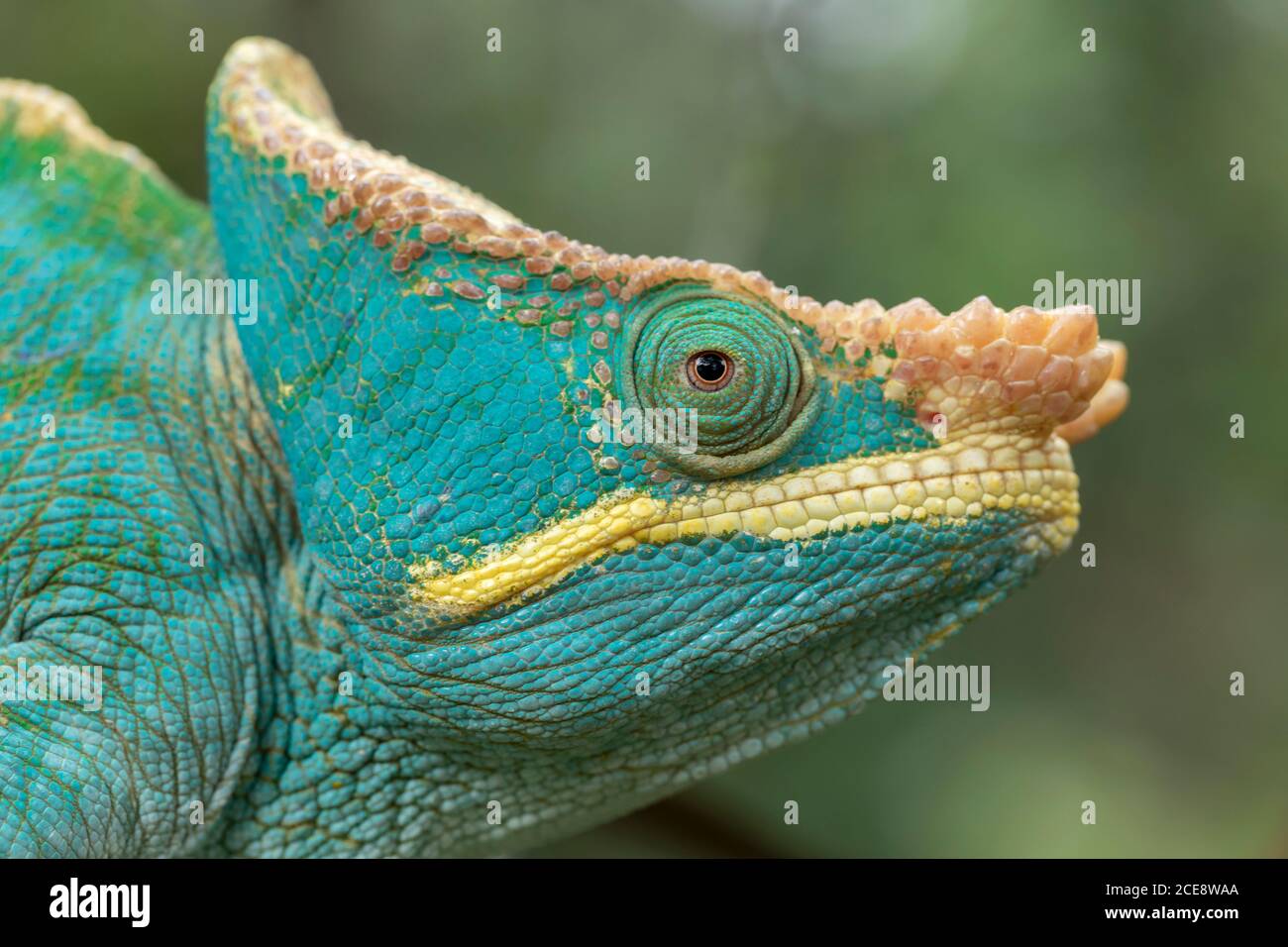 Side view closeup of amazing chameleon on green background. Calumma ...