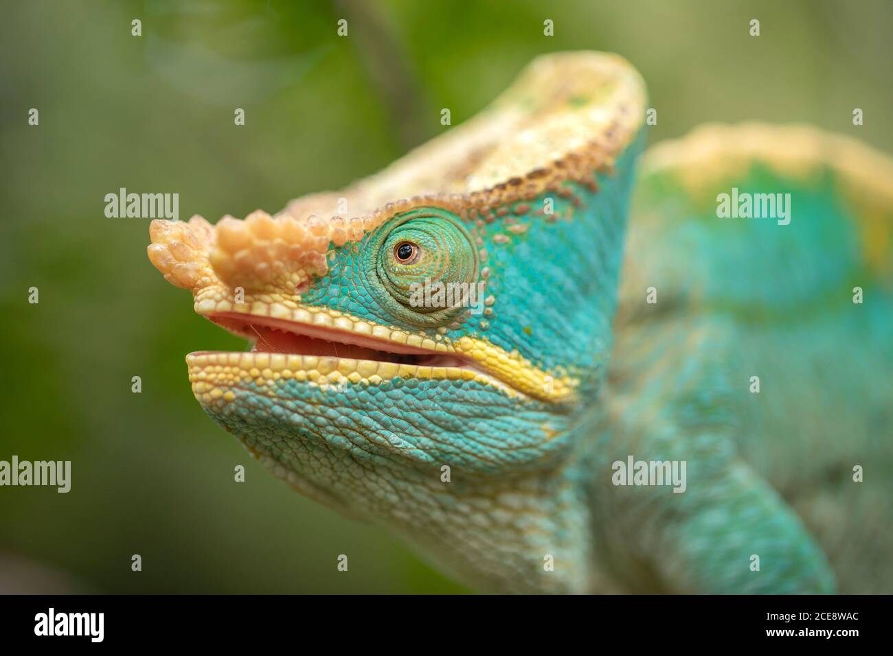 Side view closeup of amazing chameleon on green background with his ...