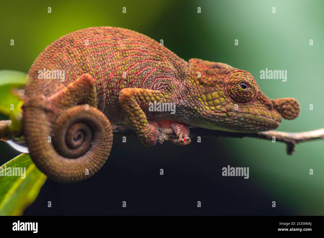 Side view closeup of amazing chameleon sitting on twig on green ...