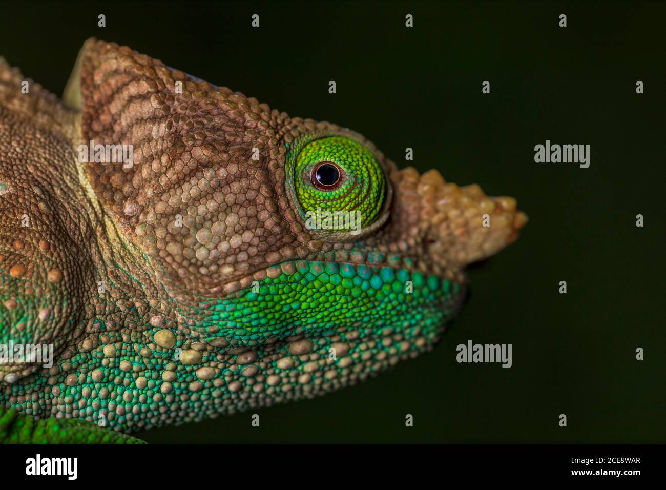 Side view closeup of amazing chameleon on black background. Calumma ...