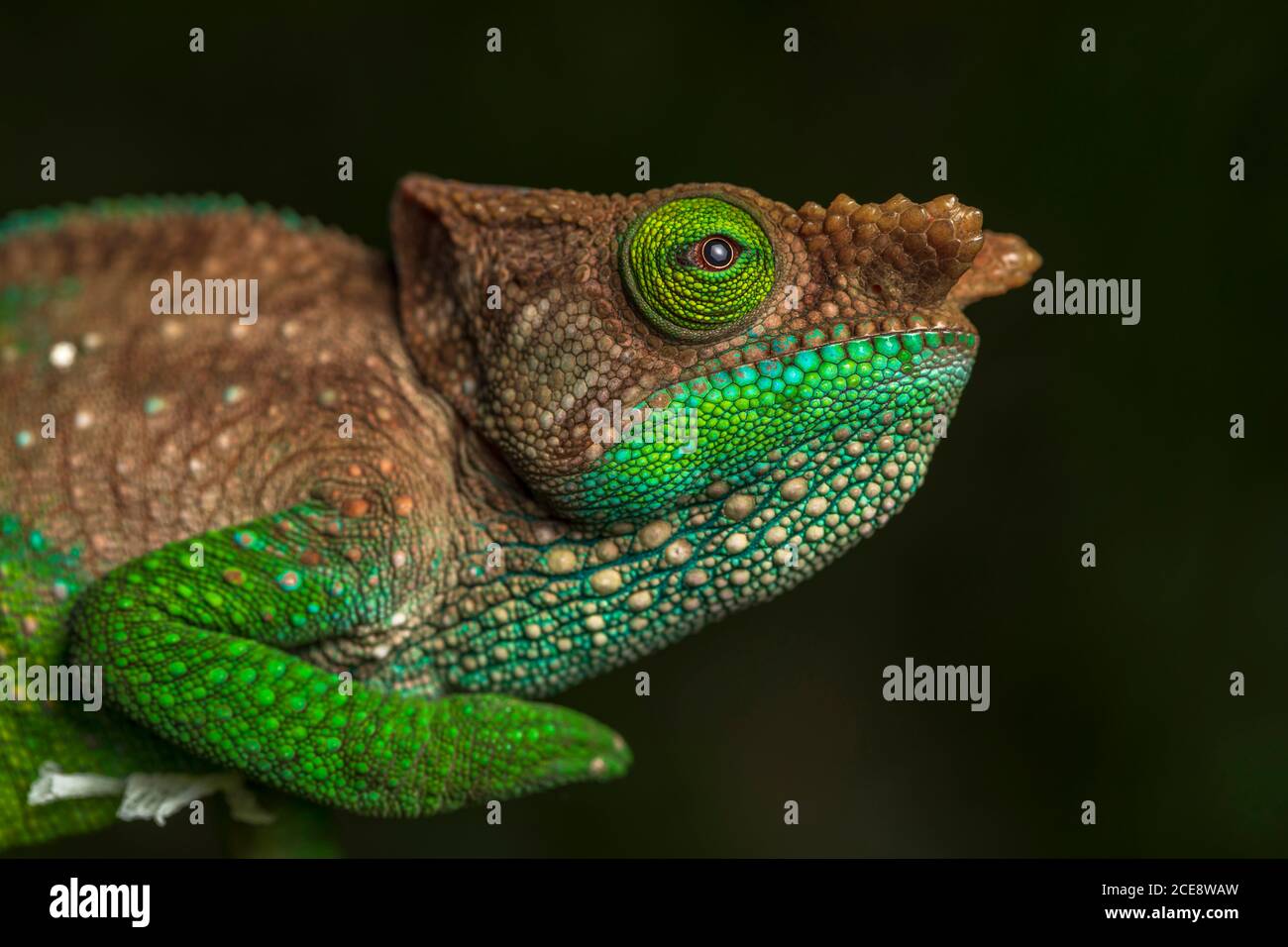 Side view closeup of amazing chameleon on black background. Calumma ...