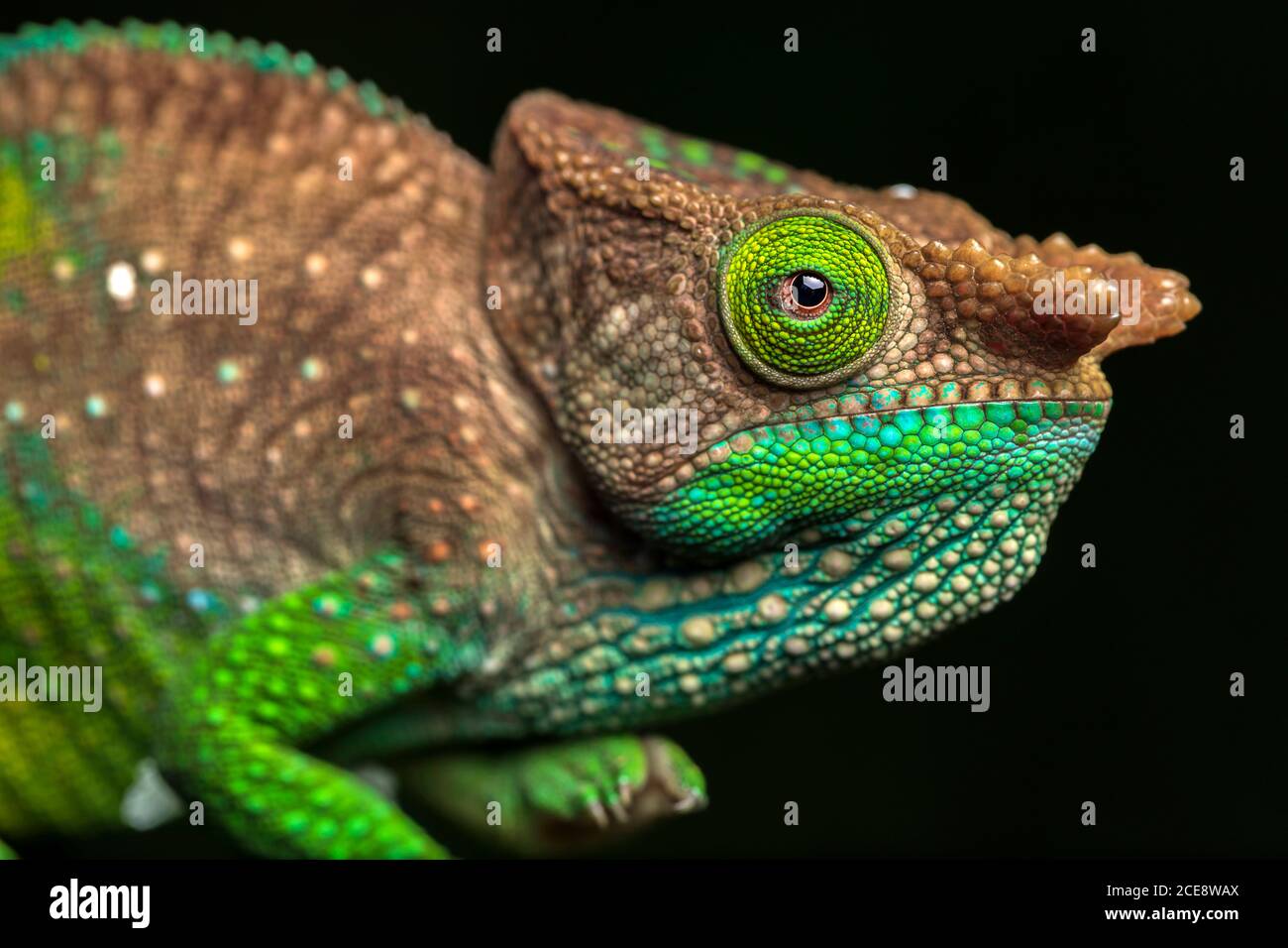 Side view closeup of amazing chameleon on black background. Calumma ...