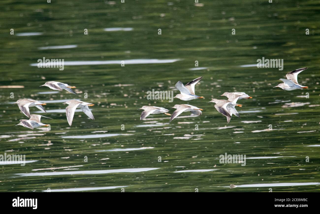 Flock of redshanks uk hi-res stock photography and images - Alamy