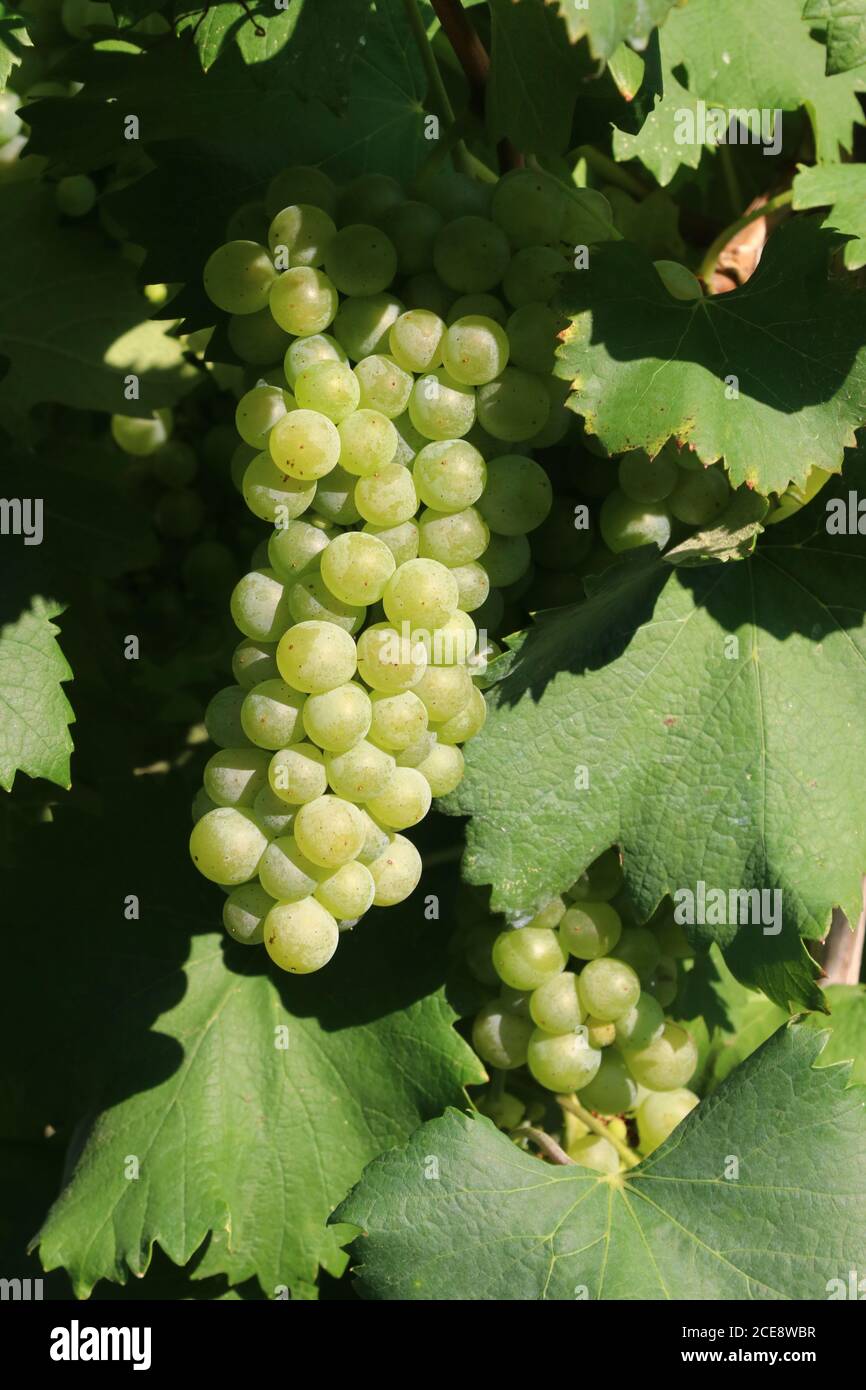 Table grape production hi-res stock photography and images - Alamy