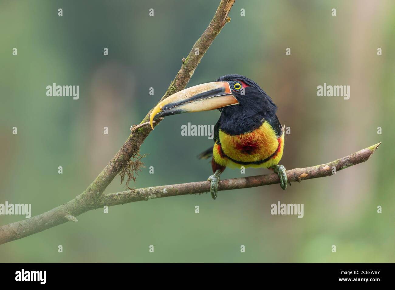 Toucan behavior hi-res stock photography and images - Alamy
