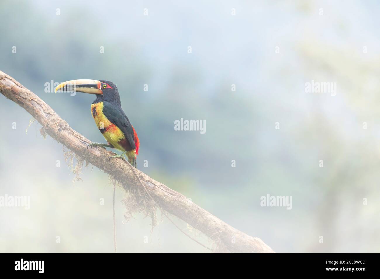 Toucan behavior hi-res stock photography and images - Alamy