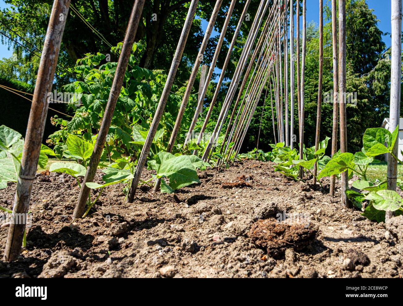 Runner beans canes hi-res stock photography and images - Alamy