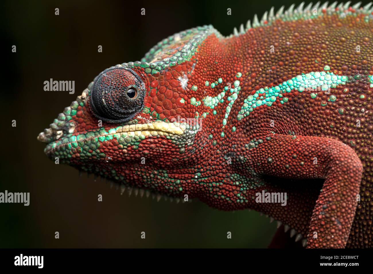 Side view closeup of amazing chameleon on dark background. Furcifer ...