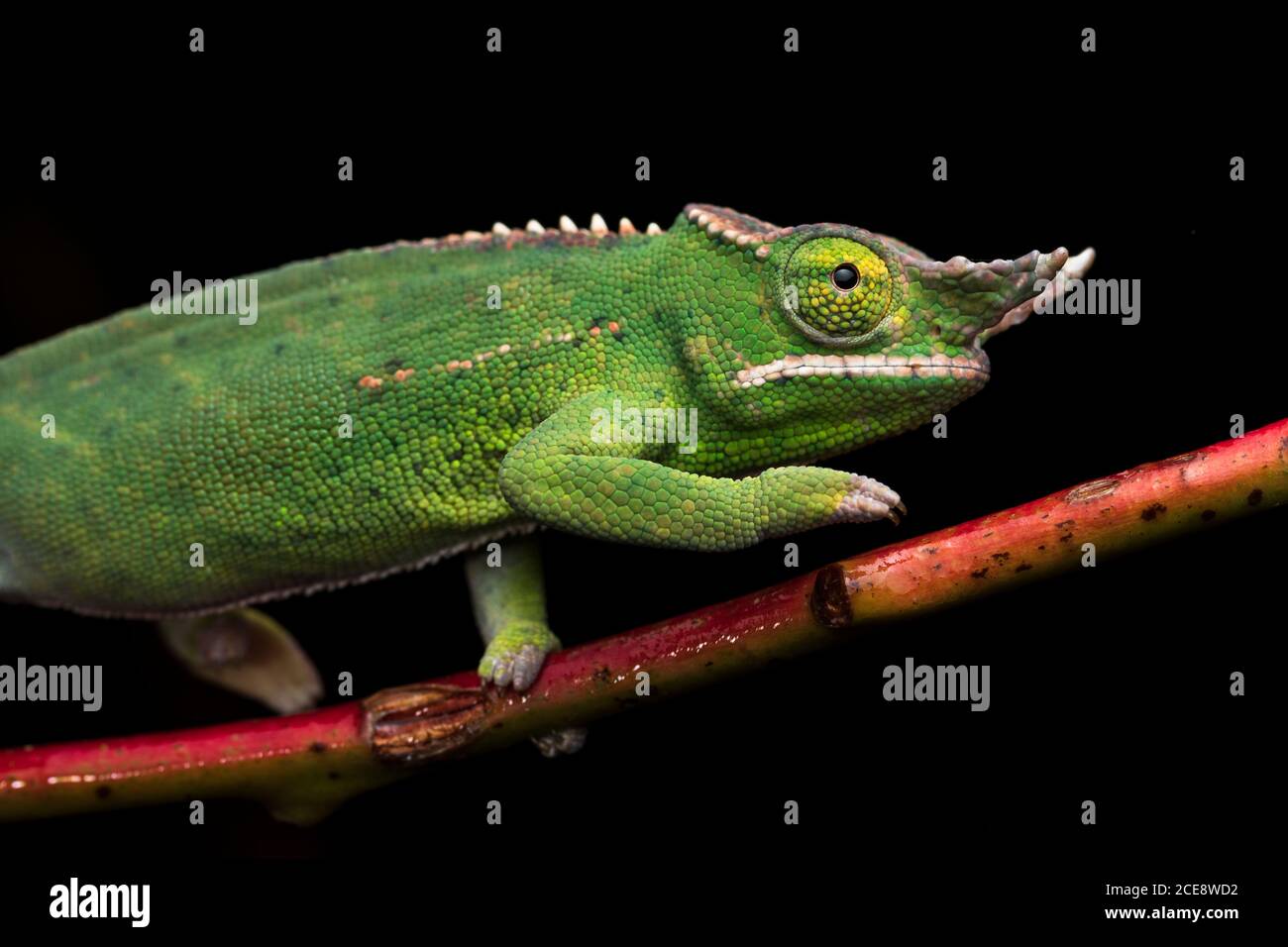 Side view closeup of amazing chameleon sitting on twig on black ...