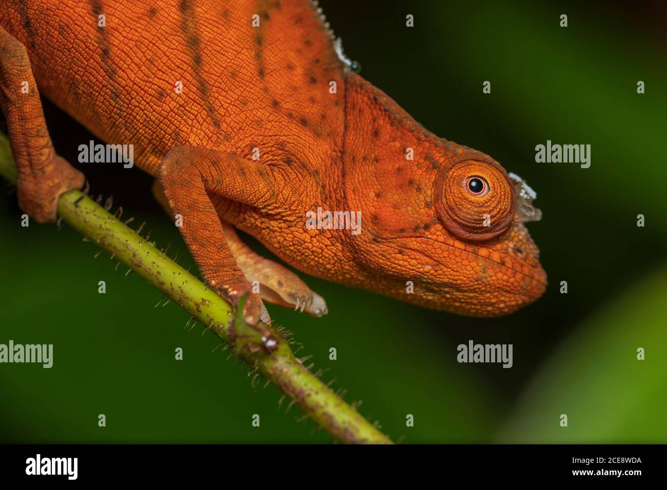 Side view closeup of amazing chameleon sitting on twig on green ...