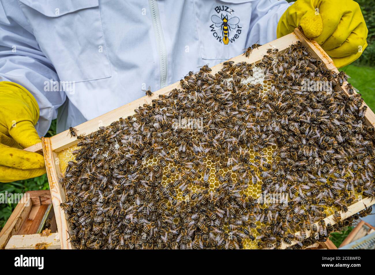 Beekeeper hi-res stock photography and images - Alamy