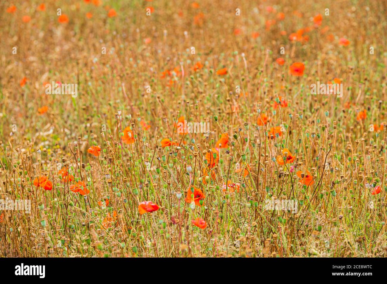 A field of poppies going to seed Stock Photo - Alamy