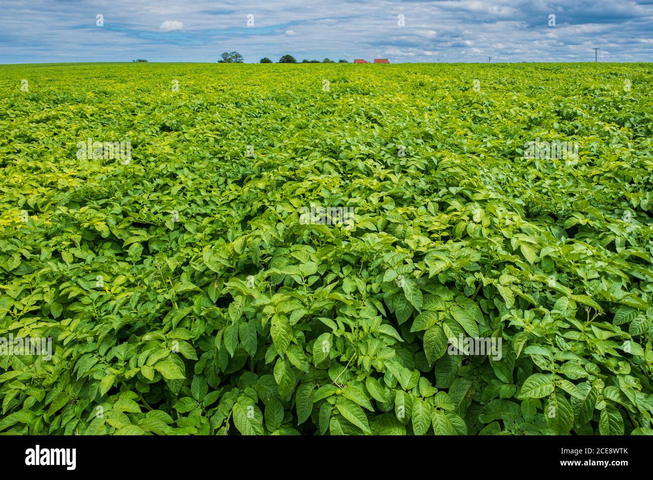 A potato field Stock Photo - Alamy
