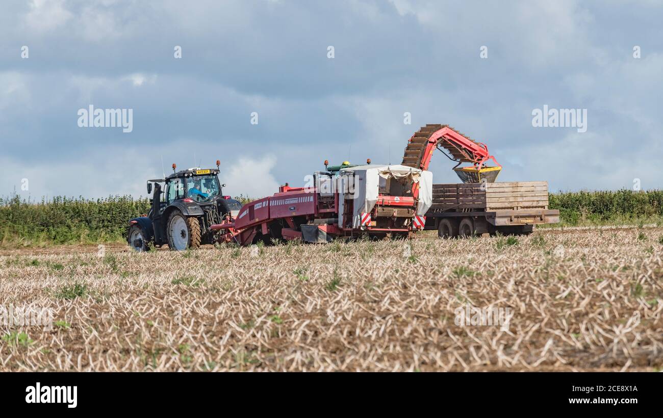 2020 UK potato harvesting with Grimme potato harvester pulled by Valtra ...