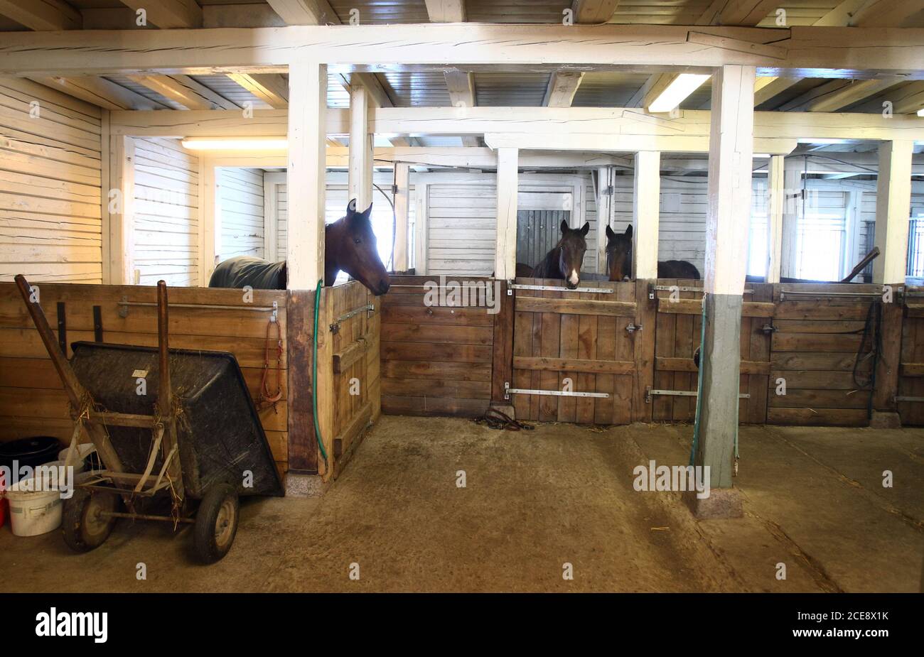 Horses inside a stable hi-res stock photography and images - Alamy