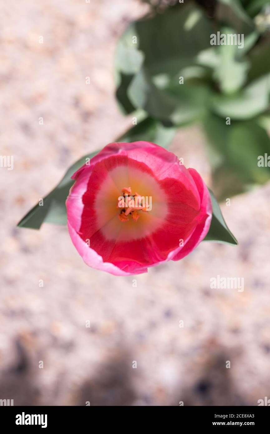 Top view wallpaper pink tulip hi-res stock photography and images - Alamy