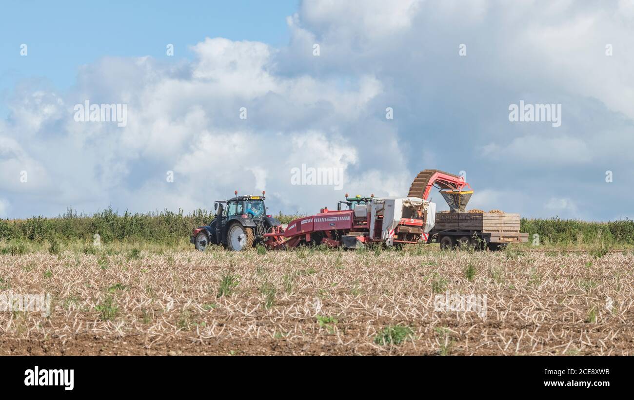 2020 UK potato harvesting with Grimme potato harvester pulled by Valtra ...