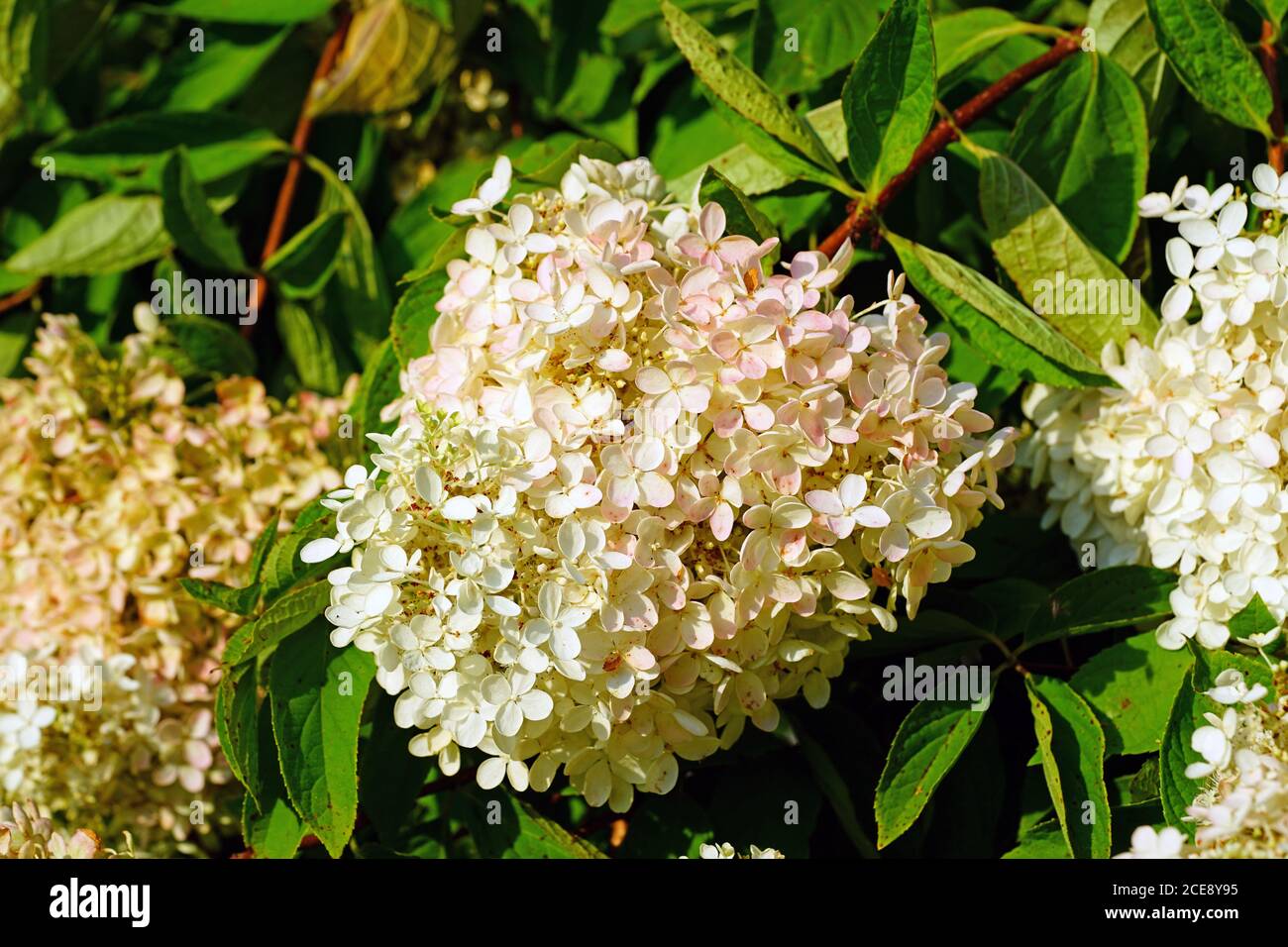White heads of weeping hydrangea paniculata flowers Stock Photo - Alamy