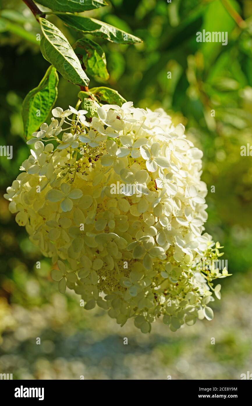 White heads of weeping hydrangea paniculata flowers Stock Photo - Alamy