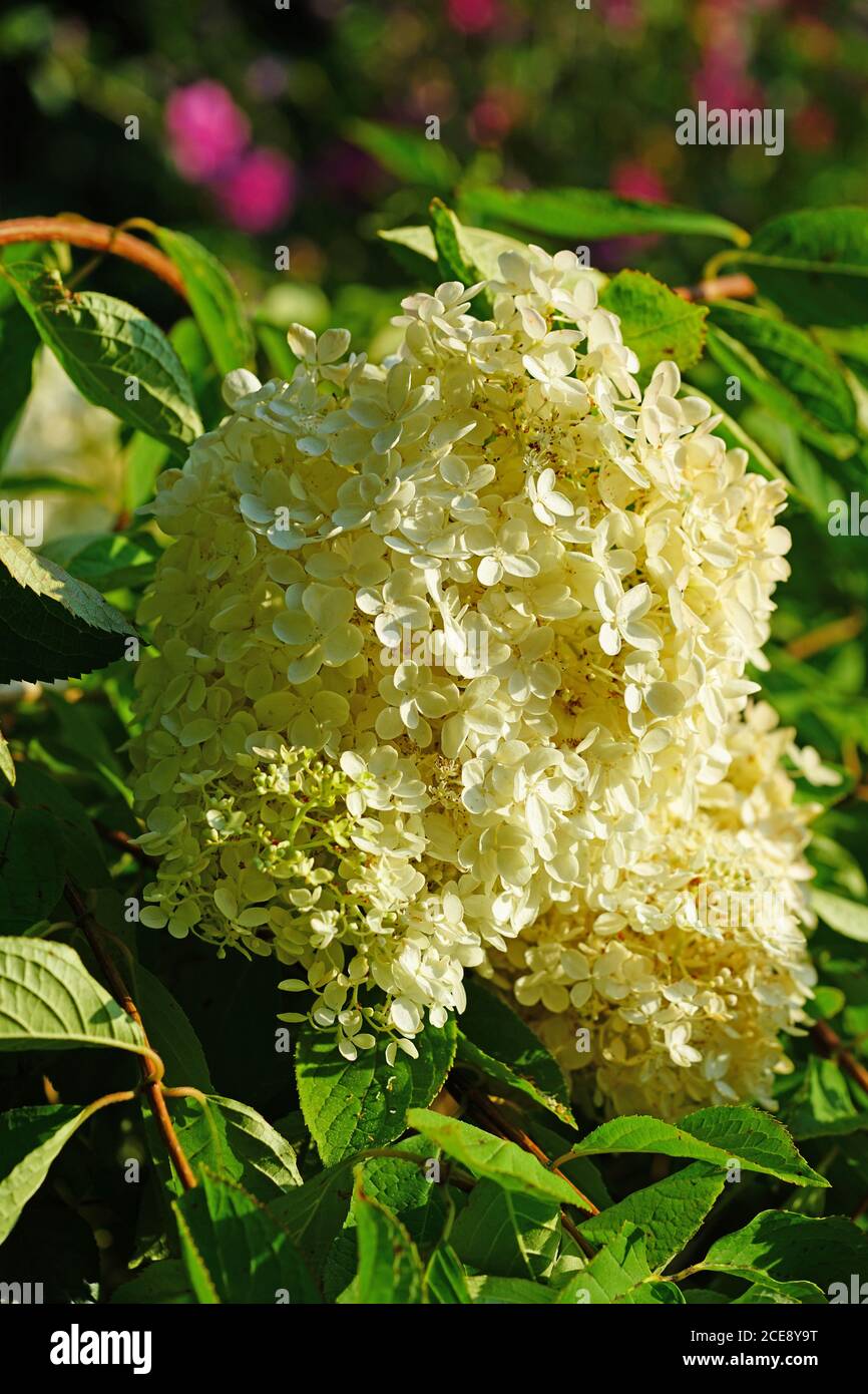 White heads of weeping hydrangea paniculata flowers Stock Photo - Alamy