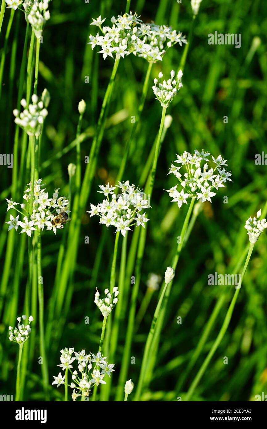 Nira hi-res stock photography and images - Alamy