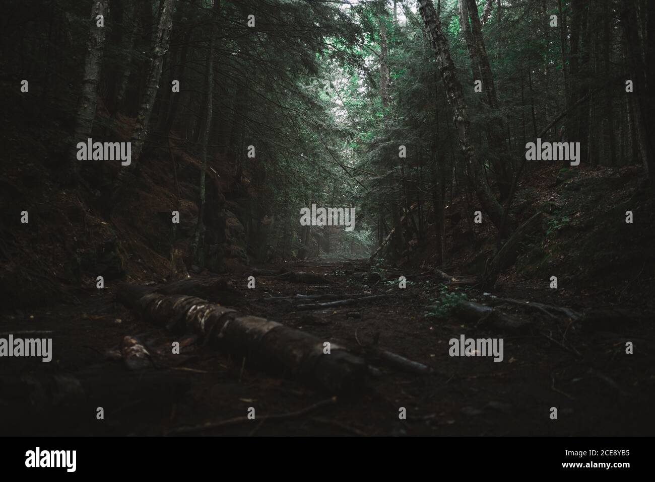 Gloomy forest hi-res stock photography and images - Alamy