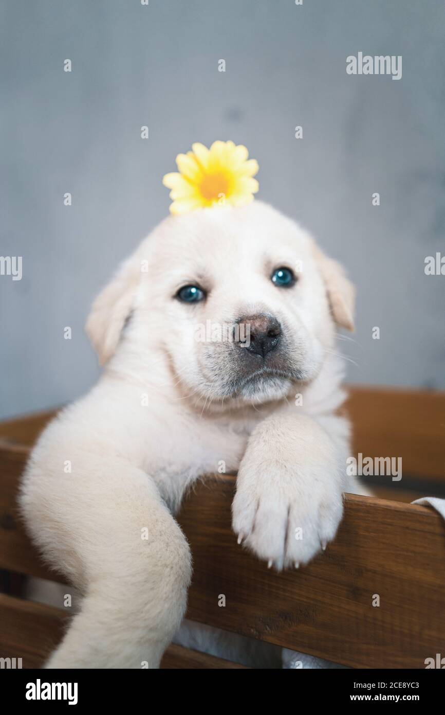 Golden Retriever Puppy Head