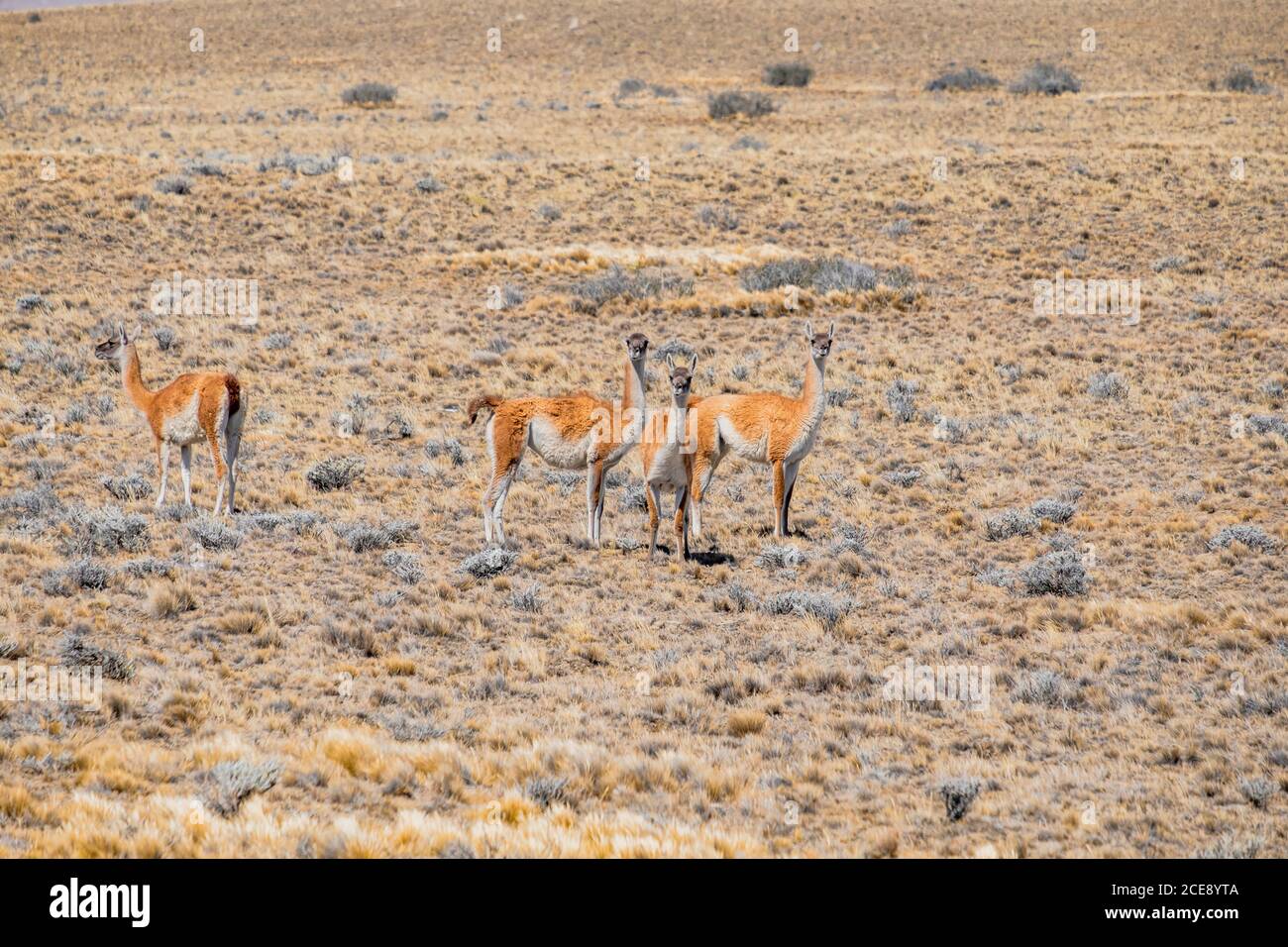 Guanacos argentina hi-res stock photography and images - Alamy