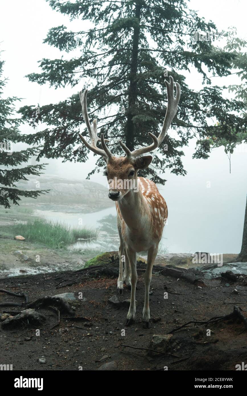 Back view of wild male spotted deer pasturing in woods during misty ...