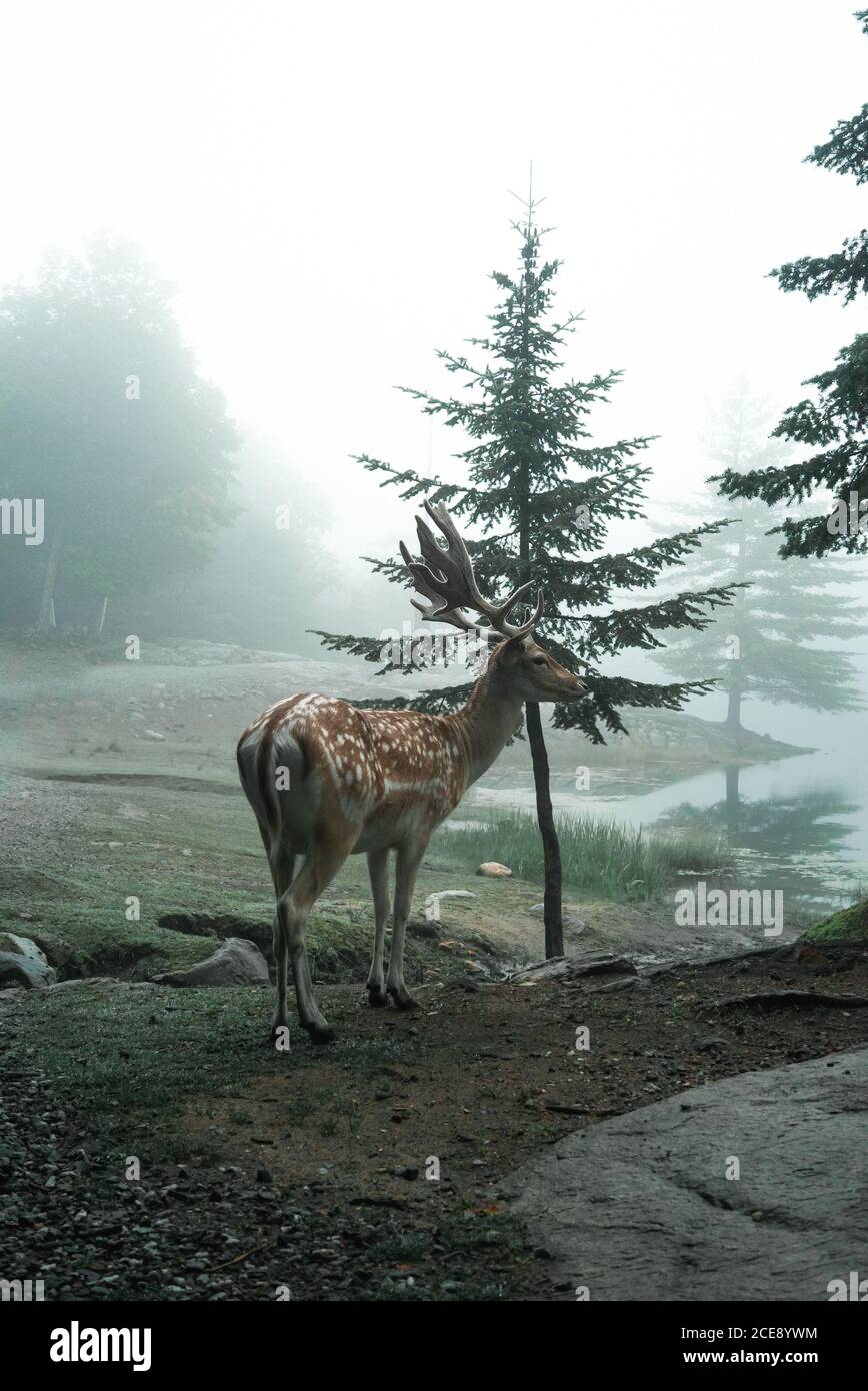 Back view of wild male spotted deer pasturing in woods during misty ...