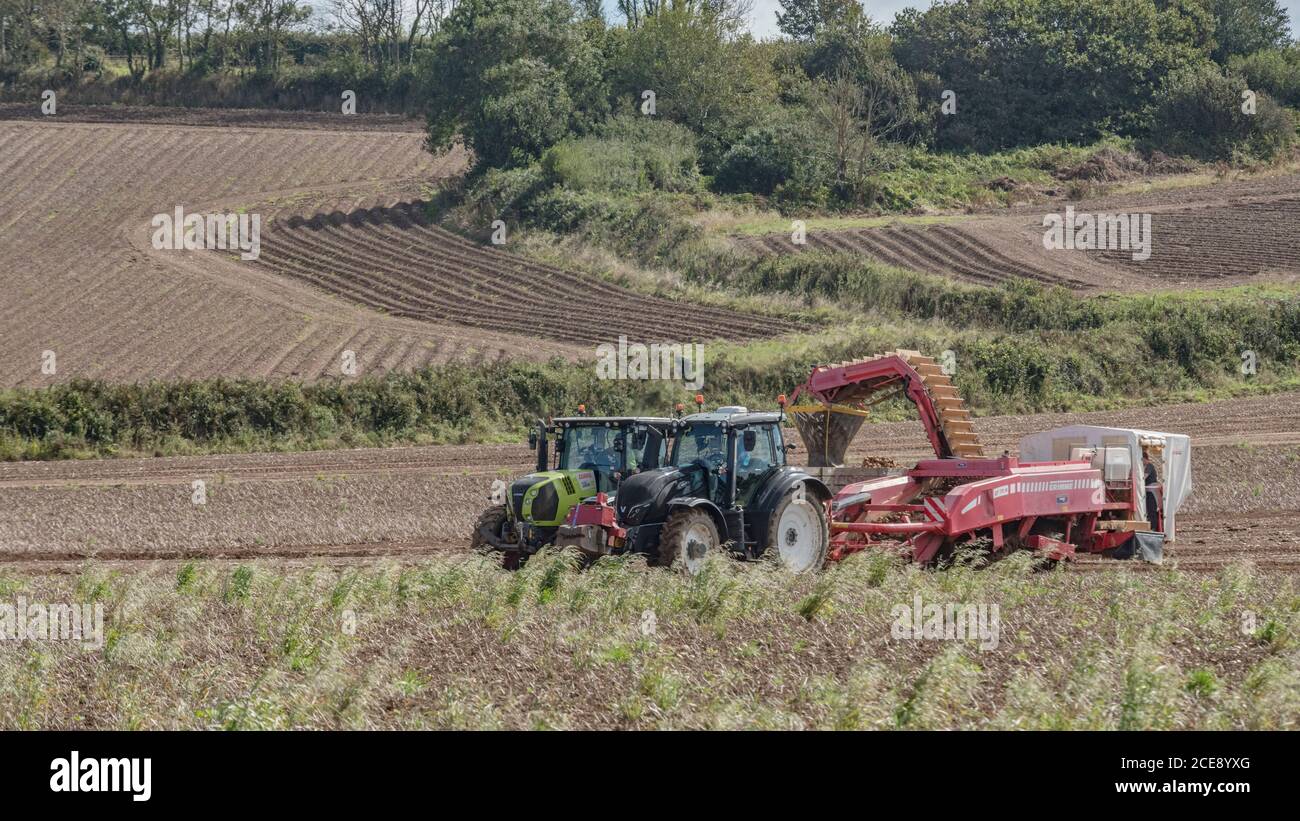 2020 UK potato harvesting with Grimme potato harvester pulled by Valtra ...