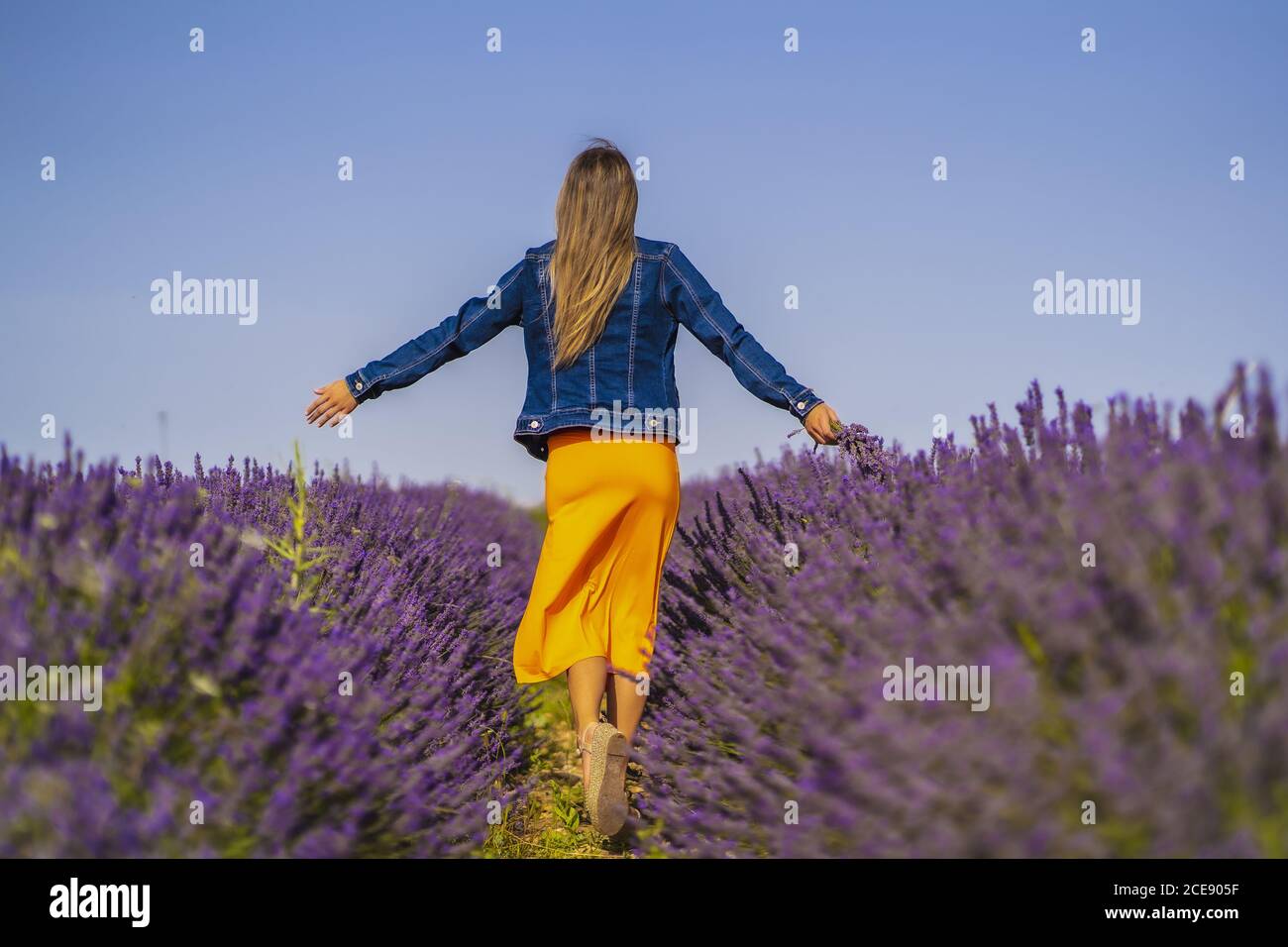 Back of a female in a lavender field with arms spread out Stock Photo ...